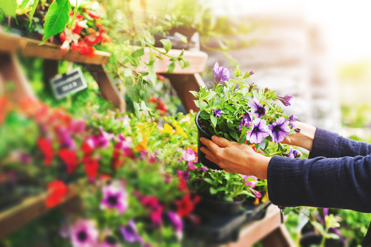 Kings Plant Barn: How COVID-19 Helped Refocus Customer Communications ...